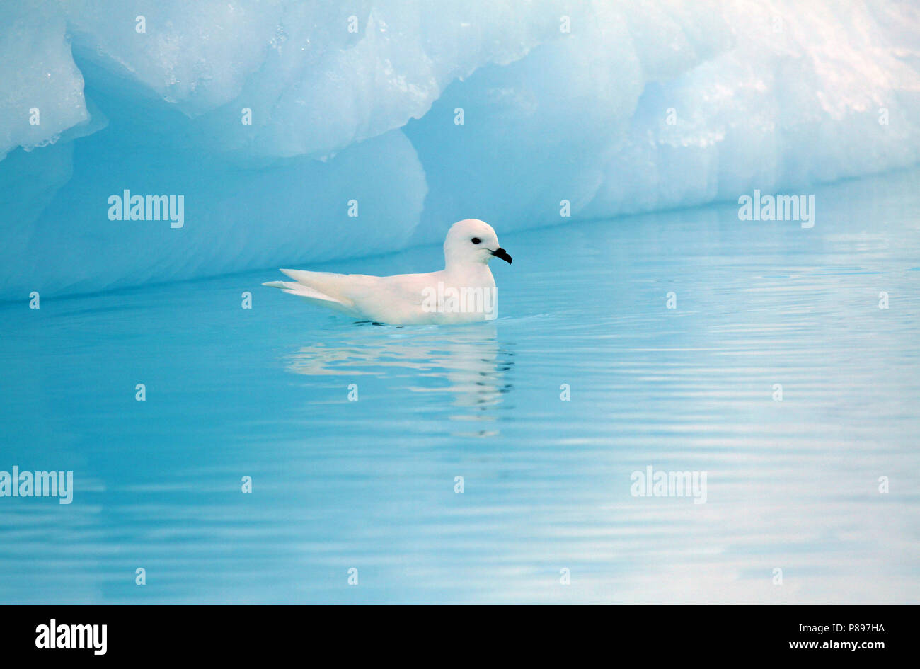 Snow Petrel (Pagodroma nivea Stock Photo - Alamy