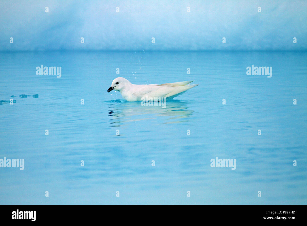 Snow Petrel (Pagodroma nivea Stock Photo - Alamy