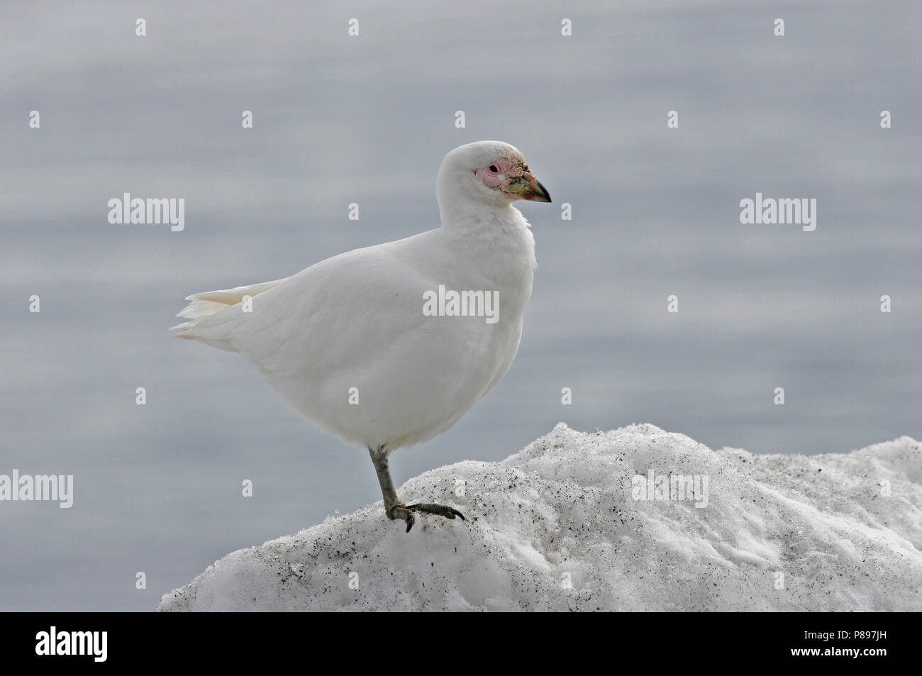 Sheathbill hi-res stock photography and images - Alamy