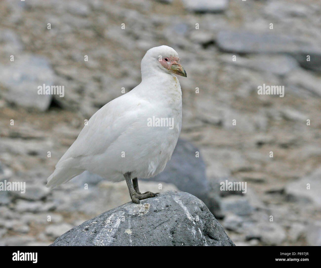 Sheathbill hi-res stock photography and images - Alamy