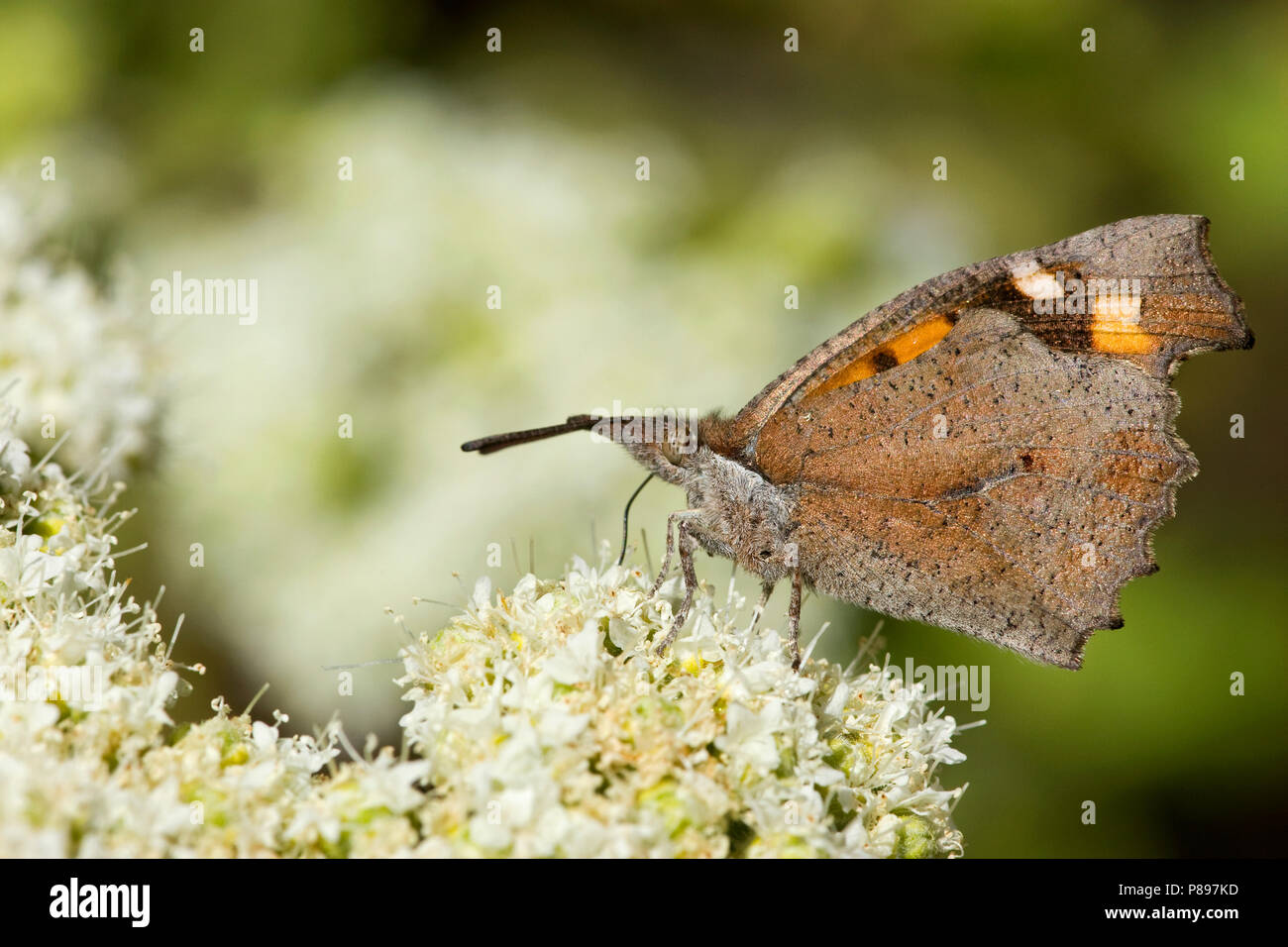 Nettle tree butterfly hi-res stock photography and images - Alamy