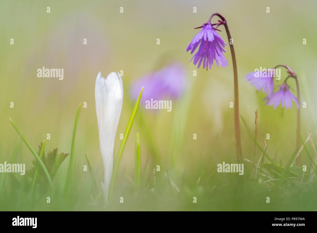 Alpine snowbell hi-res stock photography and images - Alamy