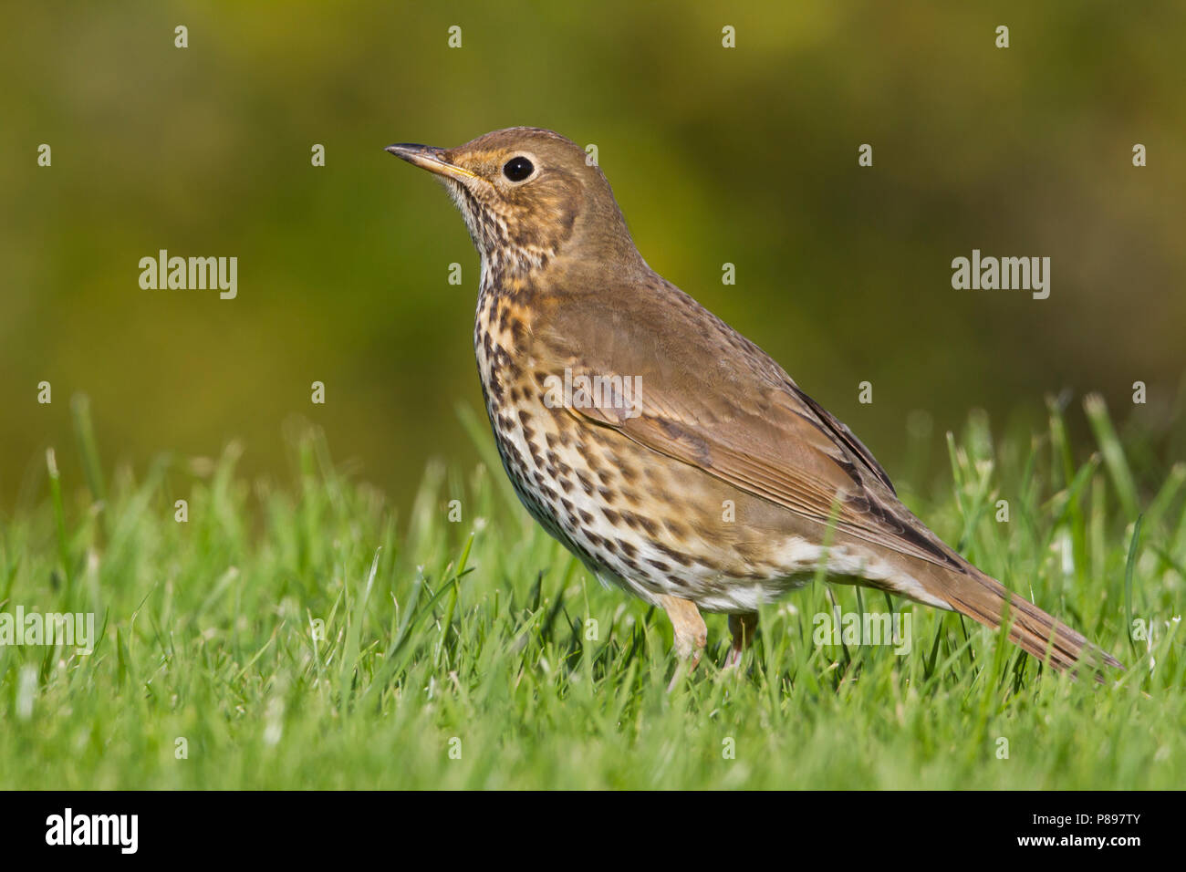 Germany song thrush hi-res stock photography and images - Alamy