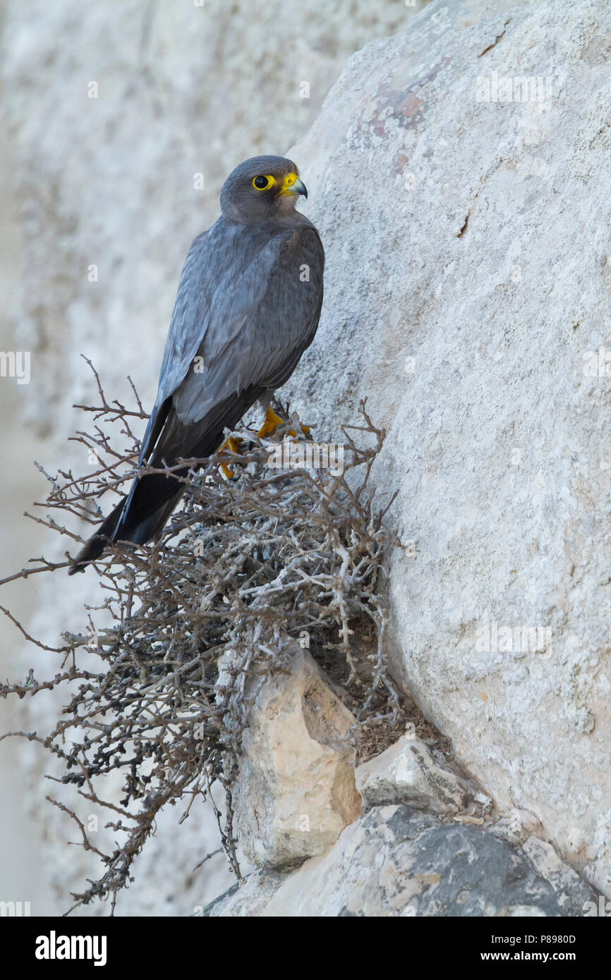 Sooty Falcon - Schieferfalke - Falco concolor, Oman, adult Stock Photo ...