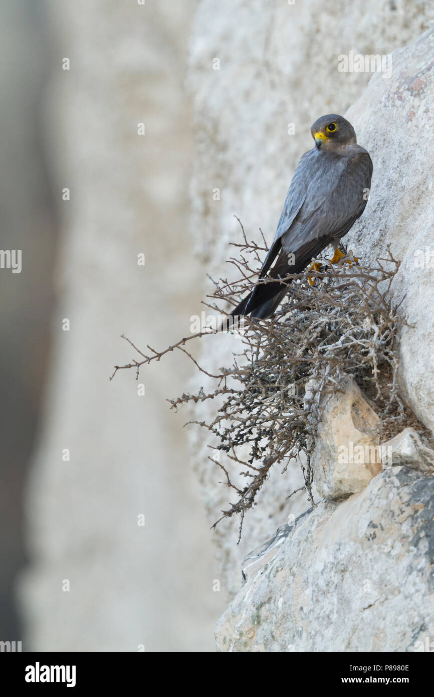 Oman falcon hi-res stock photography and images - Alamy