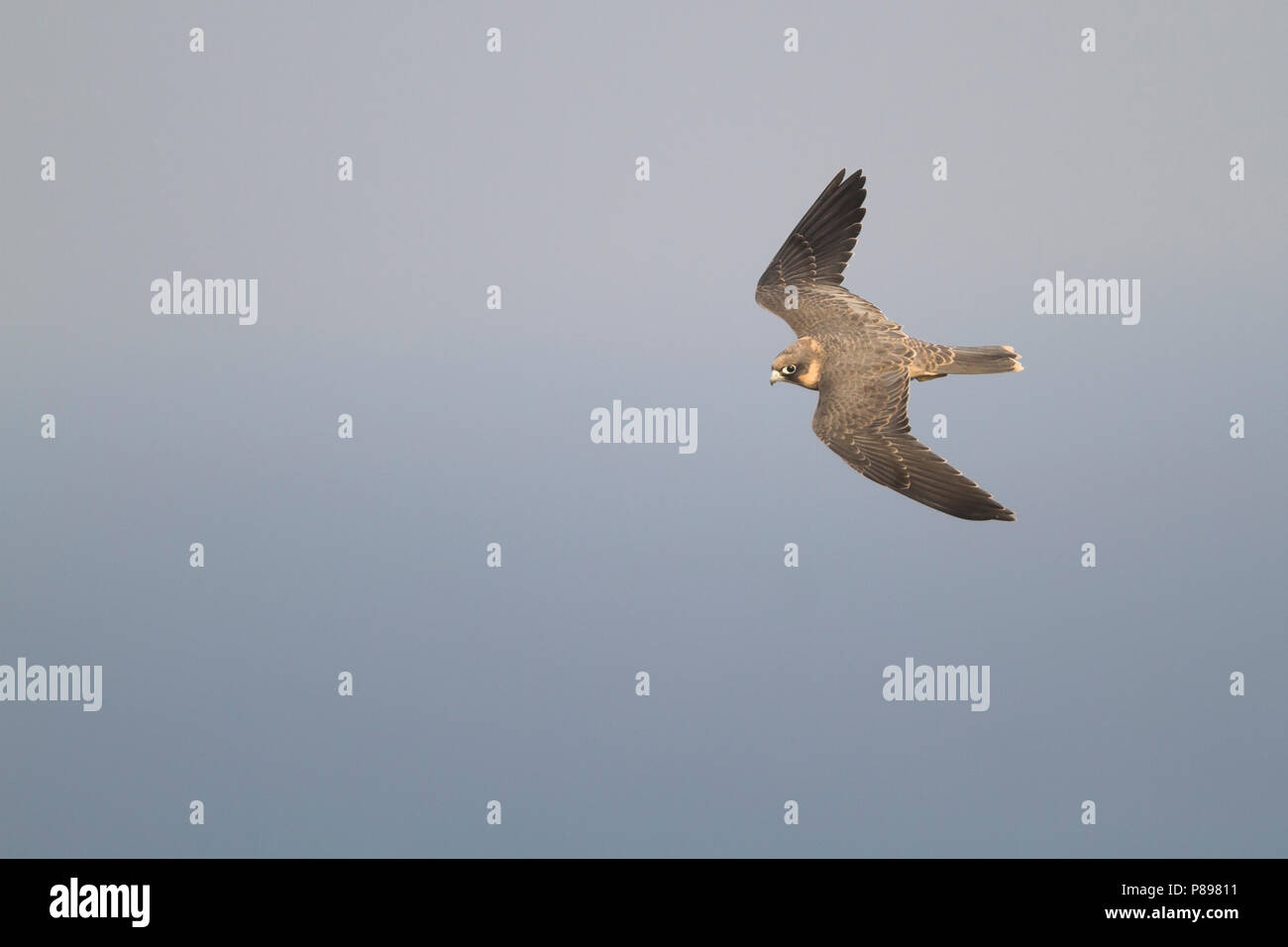 Sooty Falcon - Schieferfalke - Falco concolor, Oman, juvenile Stock ...