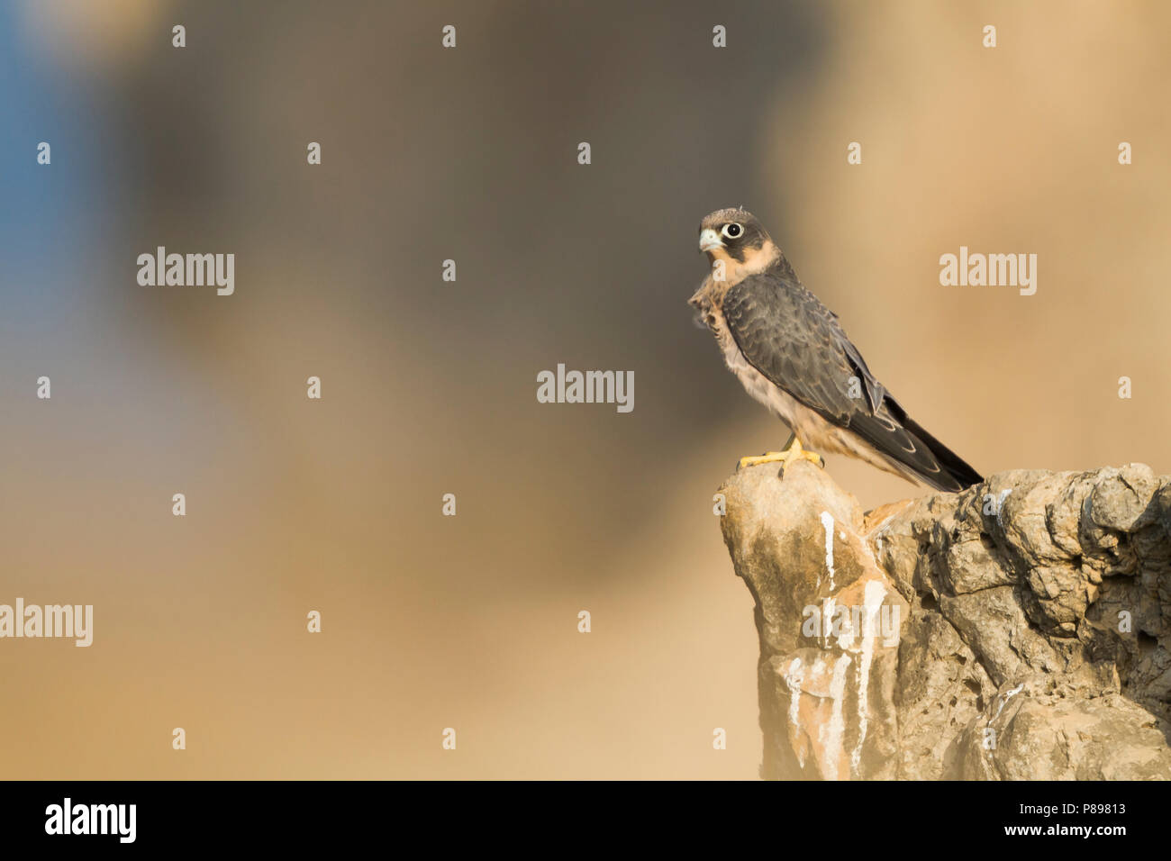 Sooty Falcon High Resolution Stock Photography and Images - Alamy
