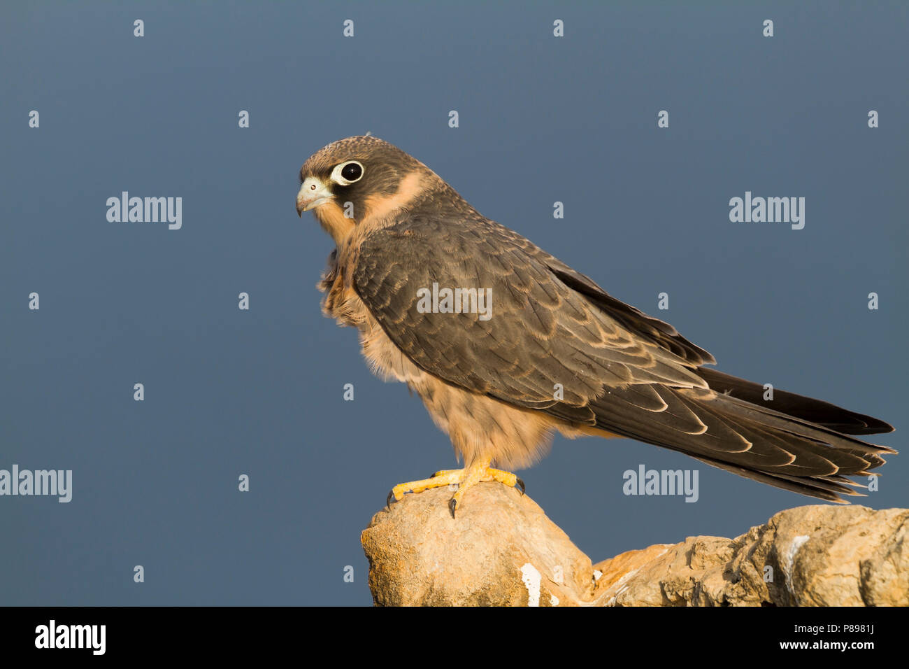 Sooty Falcon - Schieferfalke - Falco concolor, Oman, juvenile Stock ...