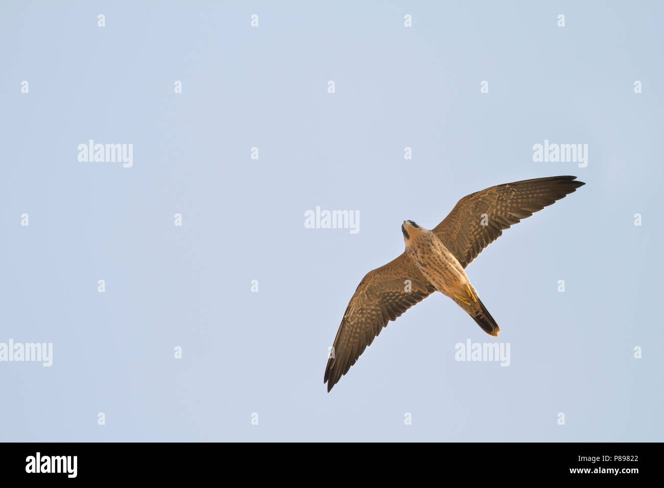 Sooty falcon hi-res stock photography and images - Alamy