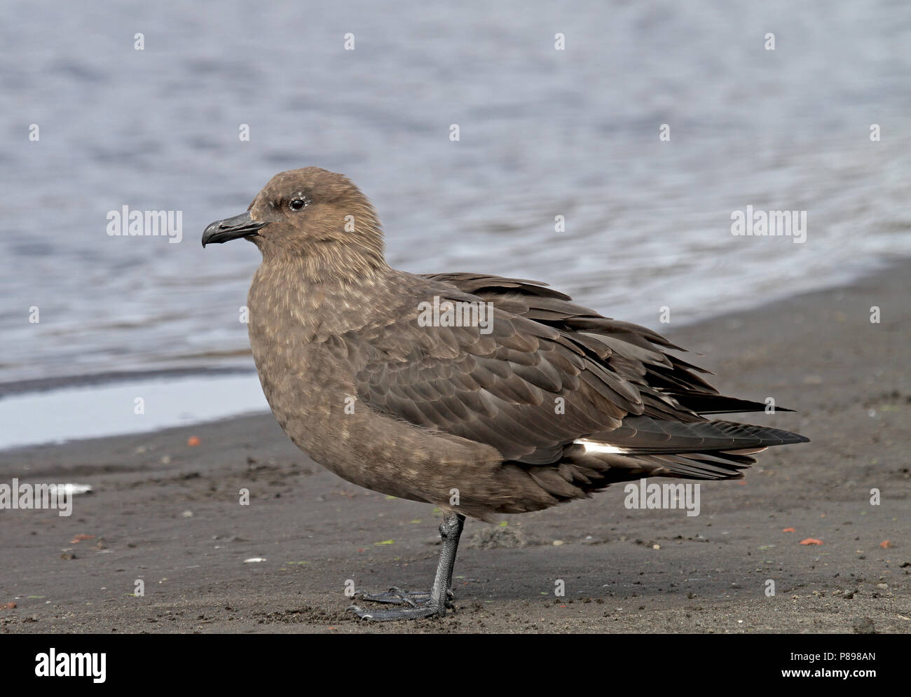 Adult South Polar Skua (Stercorarius maccormicki) on Antarctica Stock ...