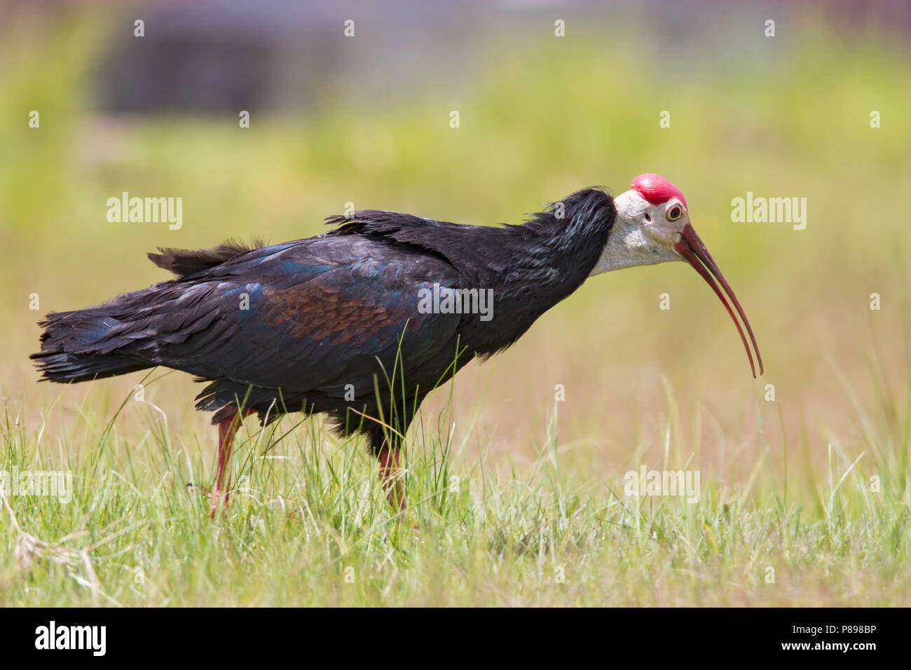 Geronticus calvus hi-res stock photography and images - Alamy