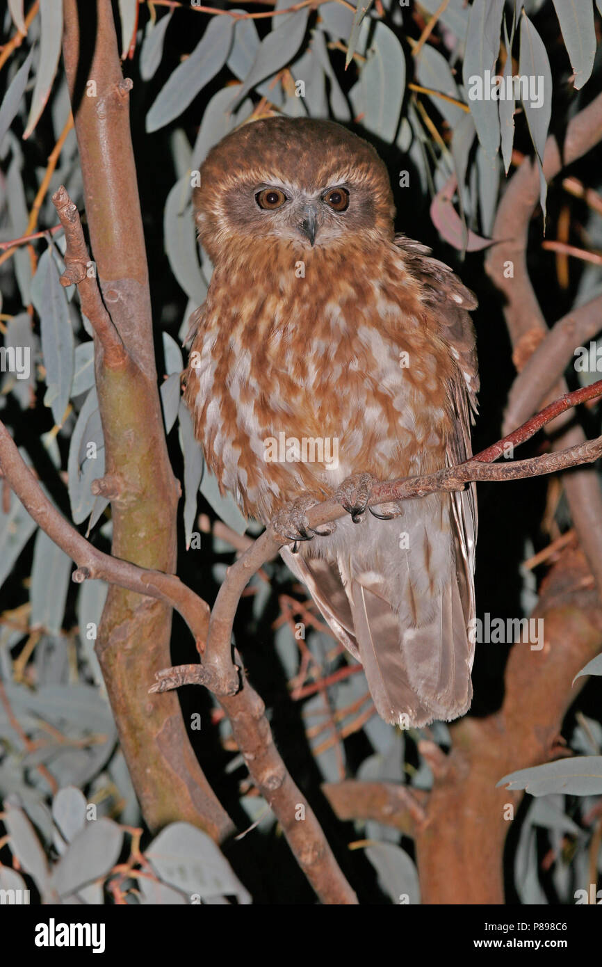 Southern Boobook (Ninox boobook) perched in a tree at night in ...