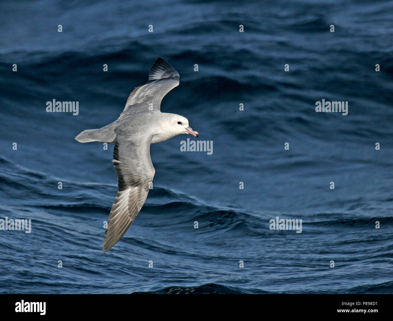 Southern Fulmar (Fulmarus glacialoide) flying over the souther Atlantic ...