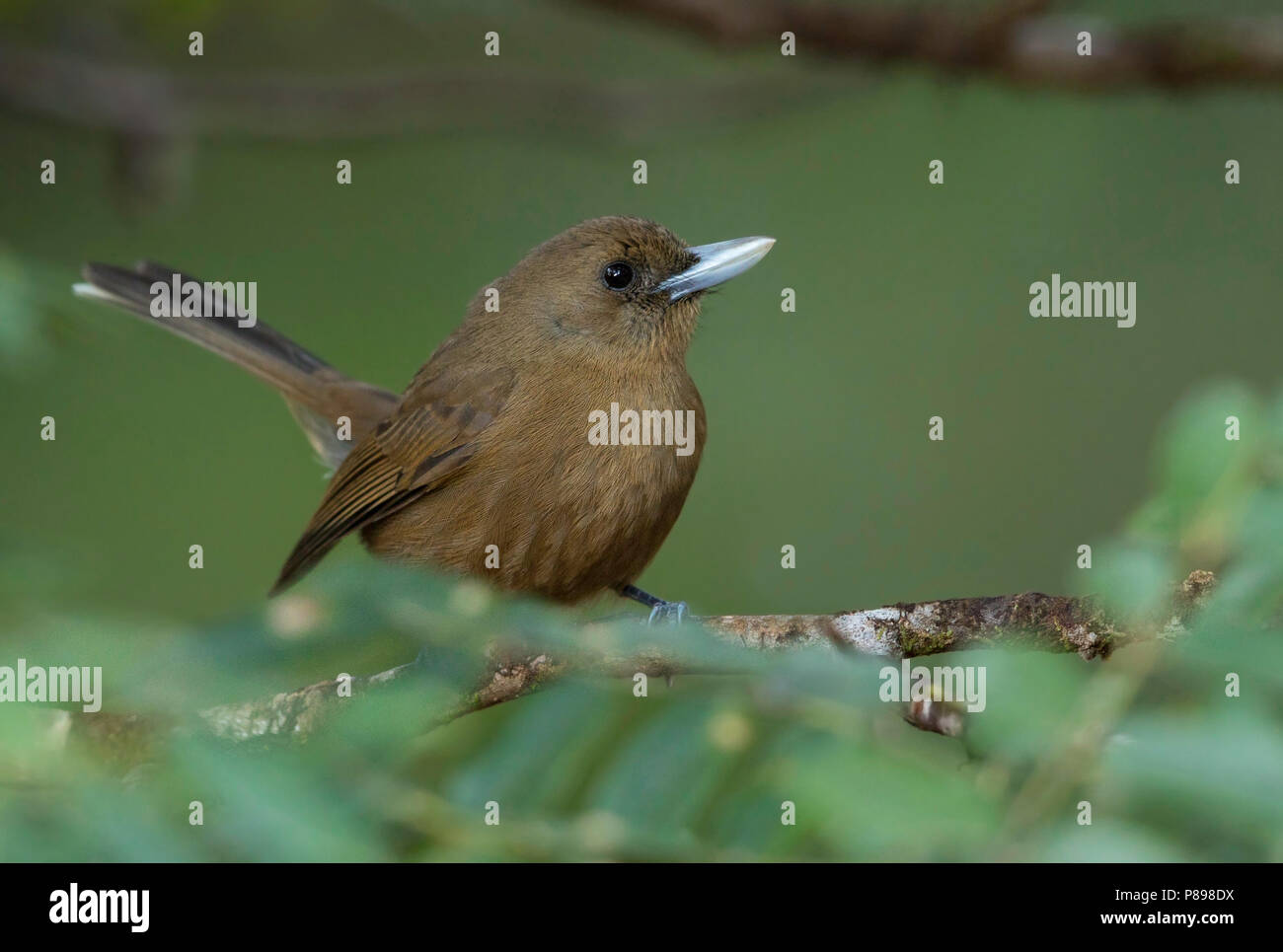 Monarchidae family hi-res stock photography and images - Alamy