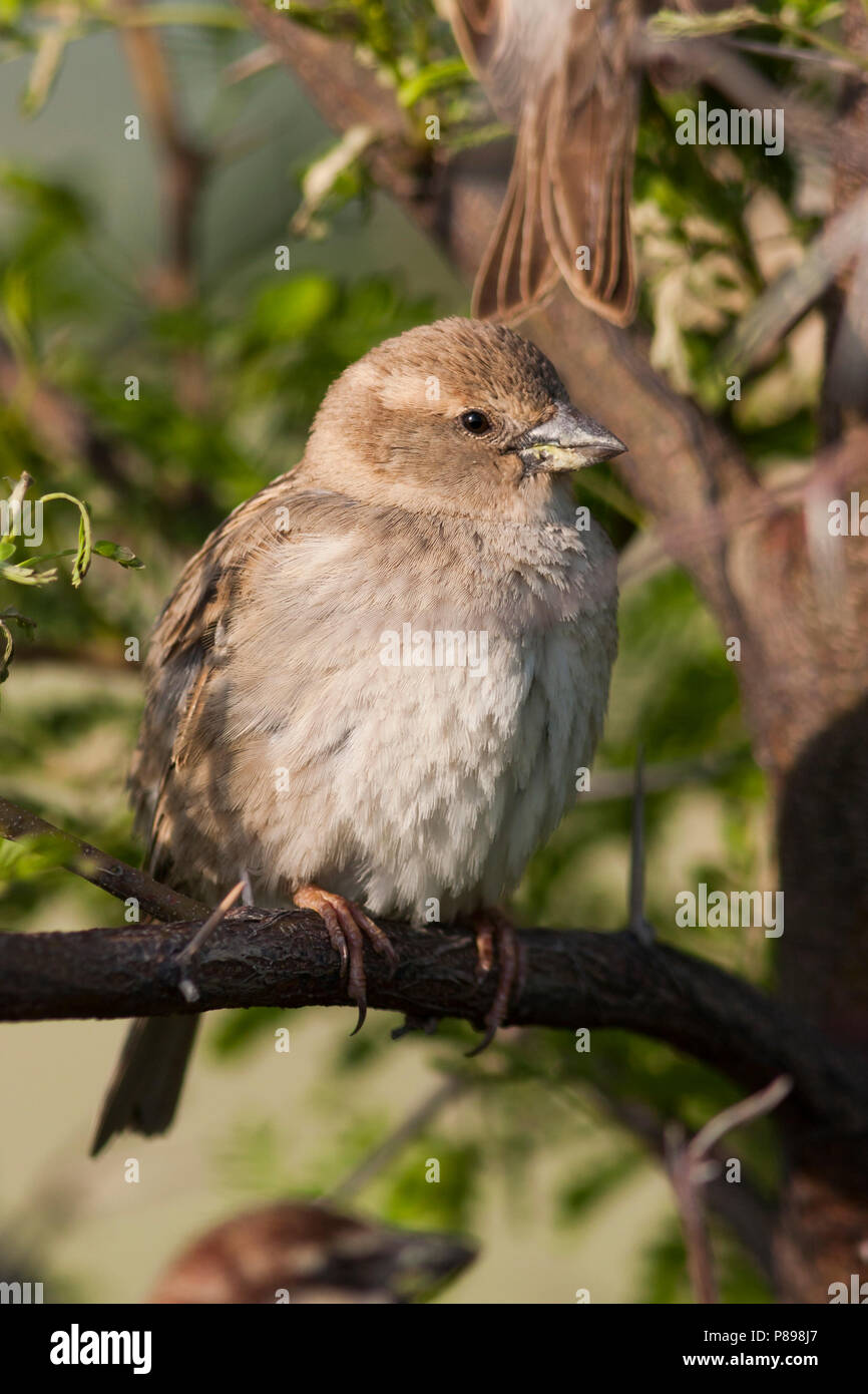 Spanish Sparrow - Weidensperling - Passer hispaniolensis ssp ...