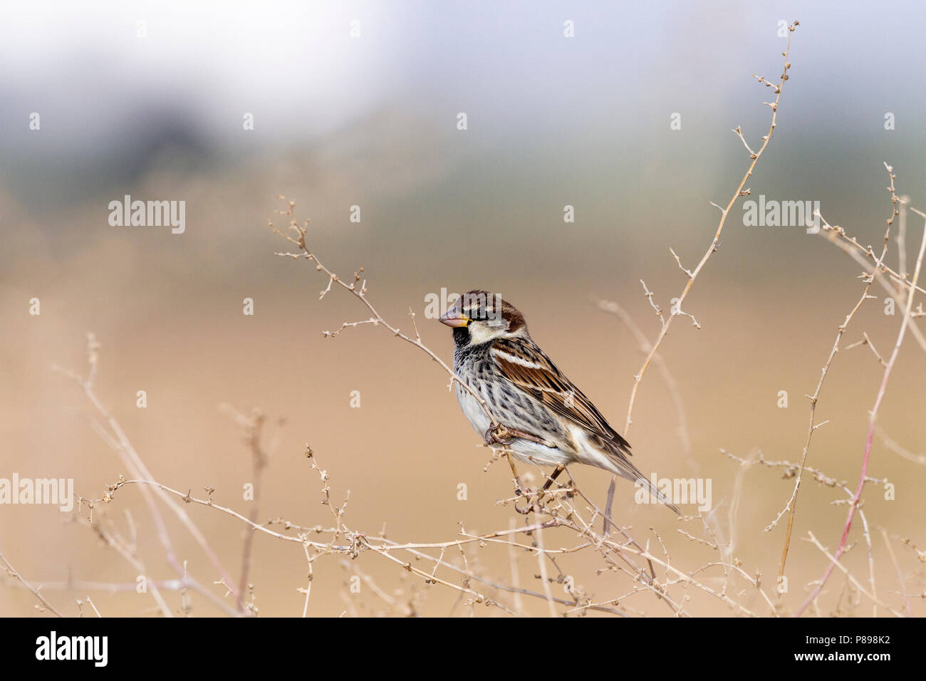 Yoav perlman hi-res stock photography and images - Alamy