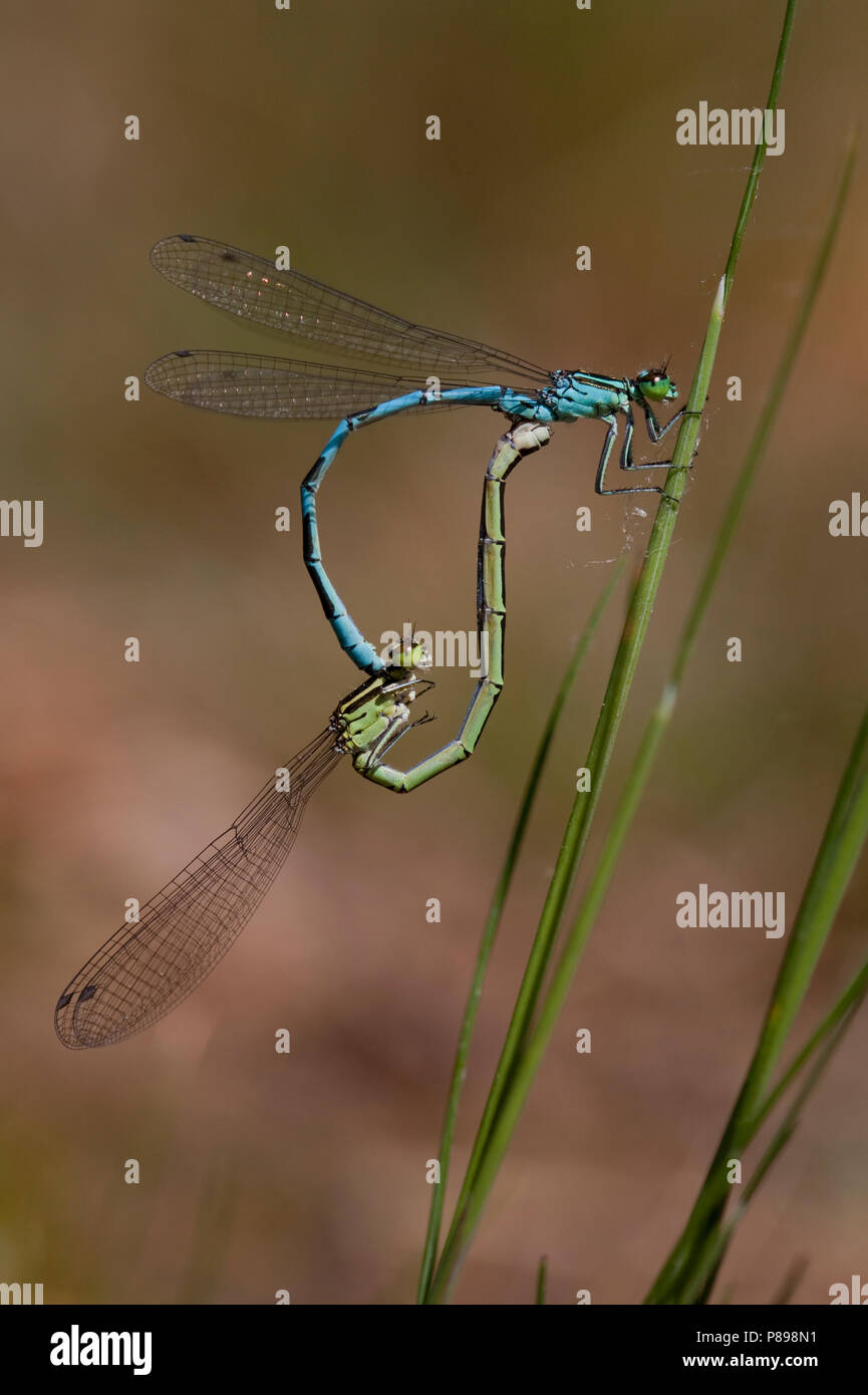 Speerwater hi-res stock photography and images - Alamy