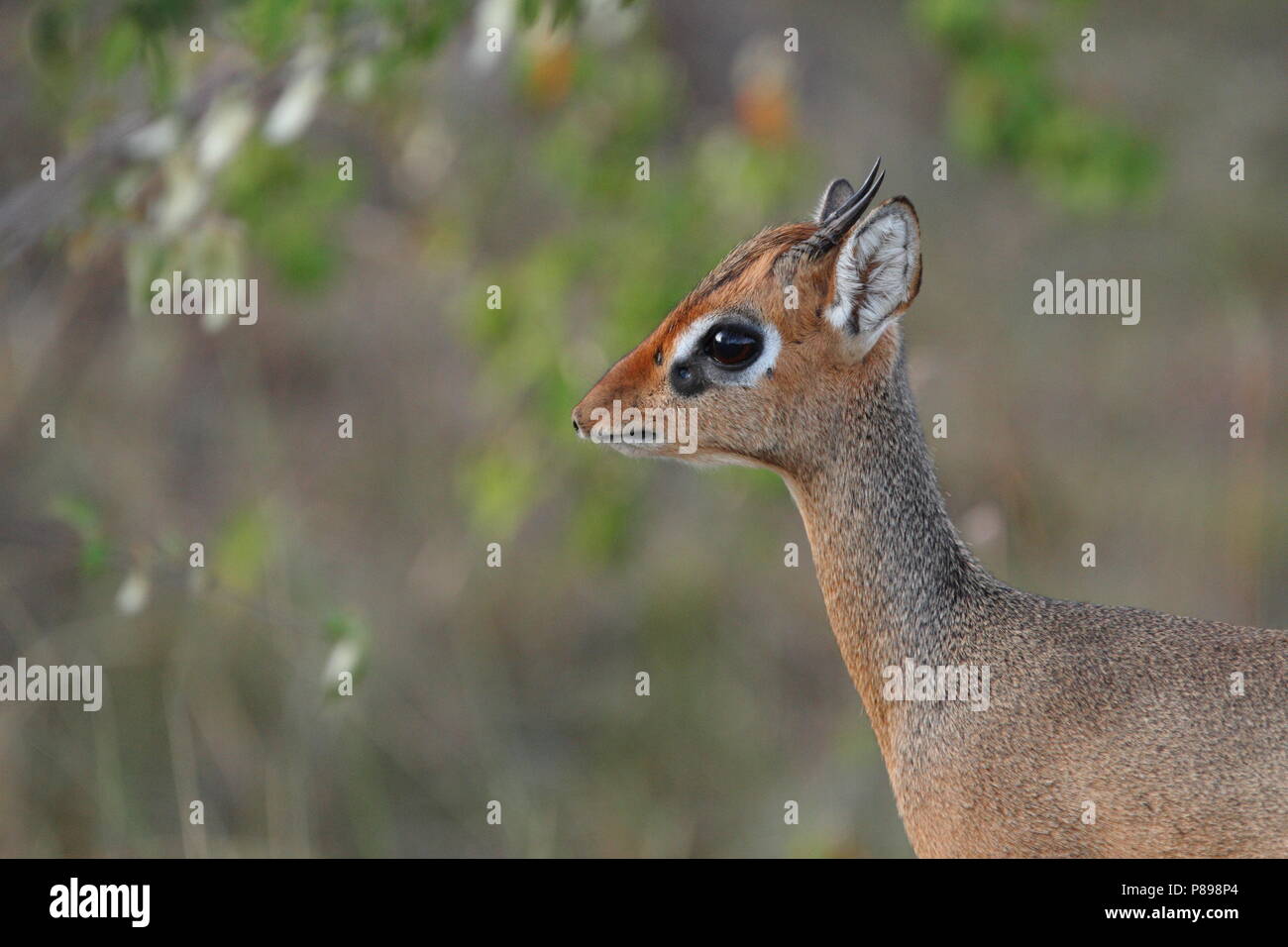 Dik dik safari hi-res stock photography and images - Alamy