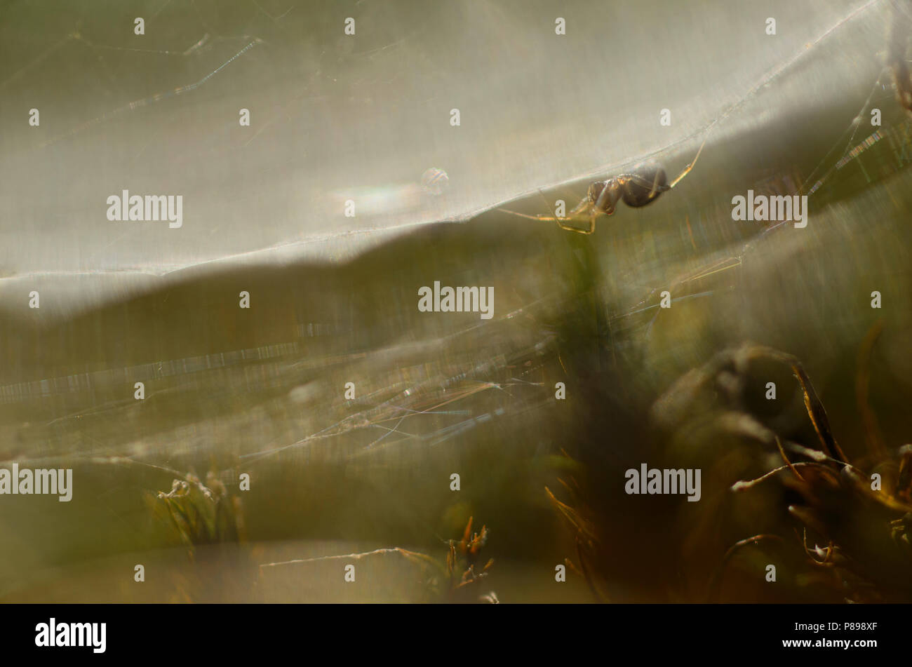 Spin in web, Spider in web Stock Photo - Alamy