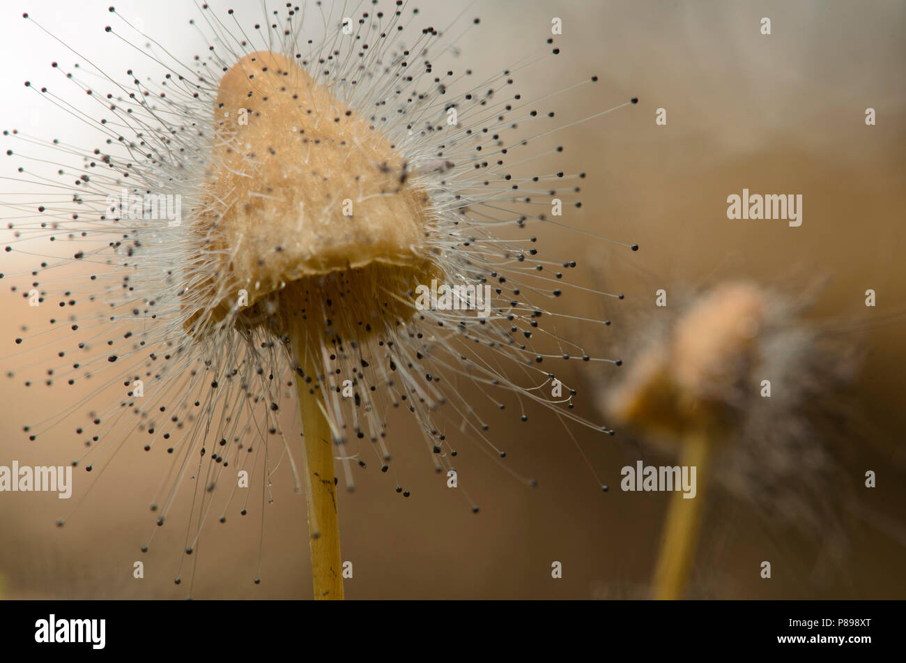 Rob bonnet hi-res stock photography and images - Alamy