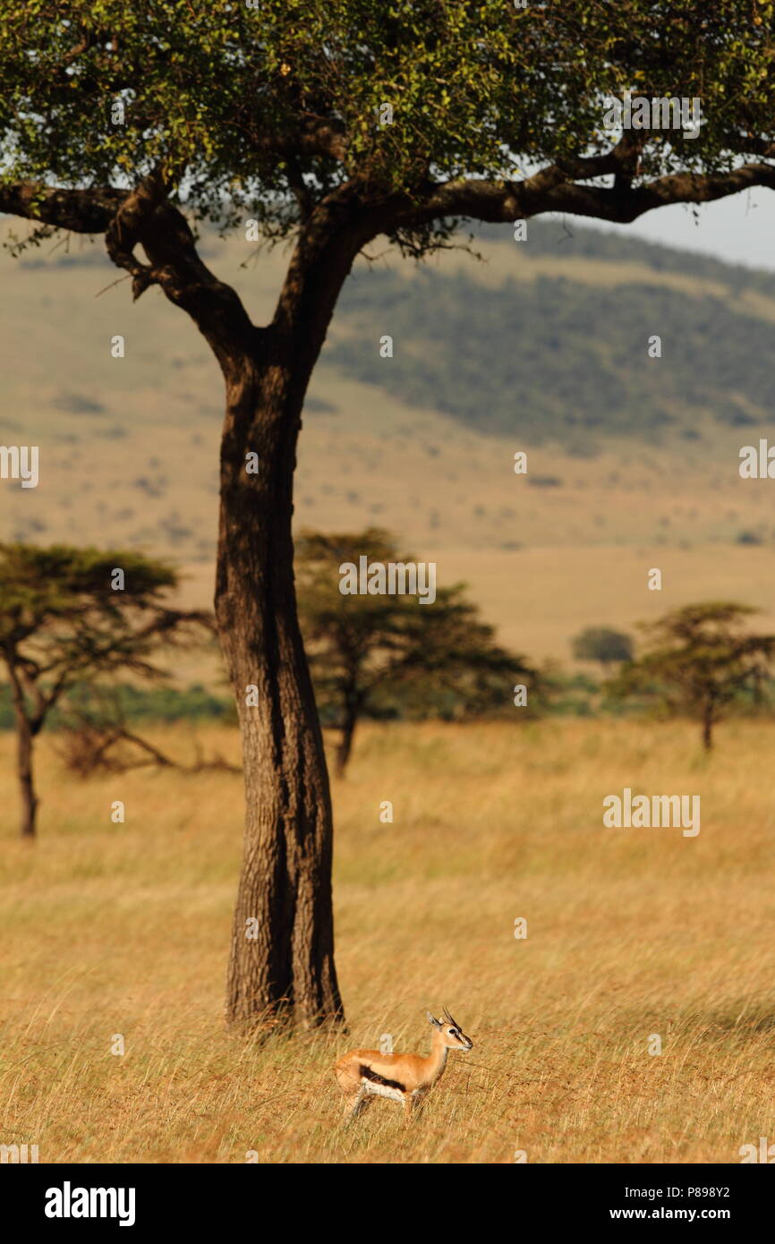 One female impala hi-res stock photography and images - Alamy
