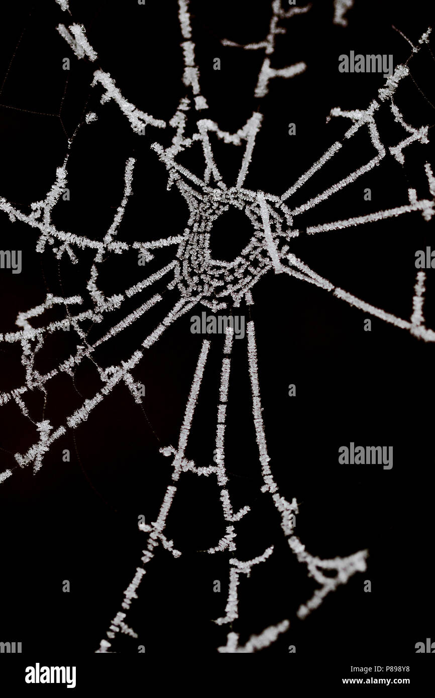 Ice spider hi-res stock photography and images - Alamy