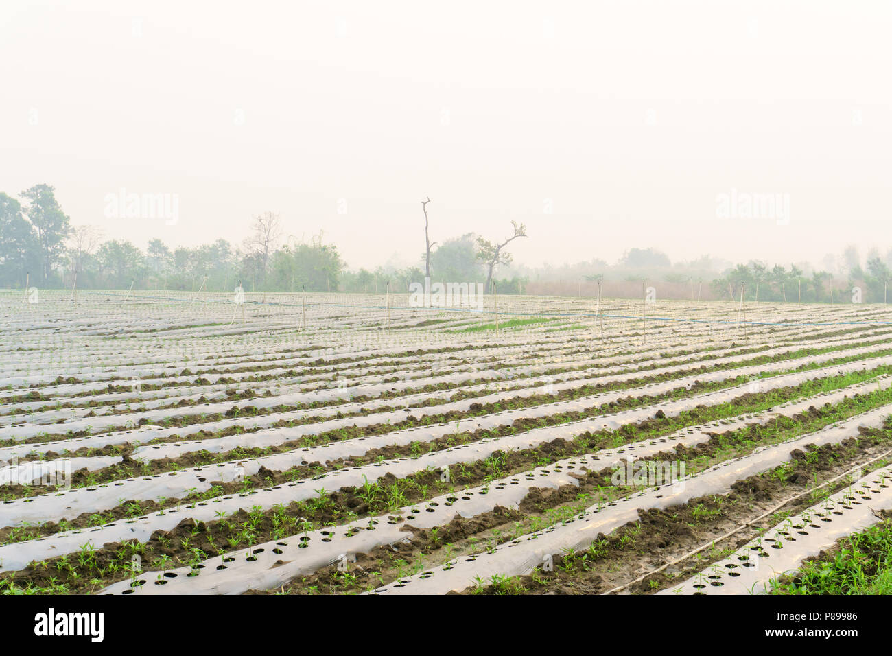 Chilli crops grass hi-res stock photography and images - Alamy