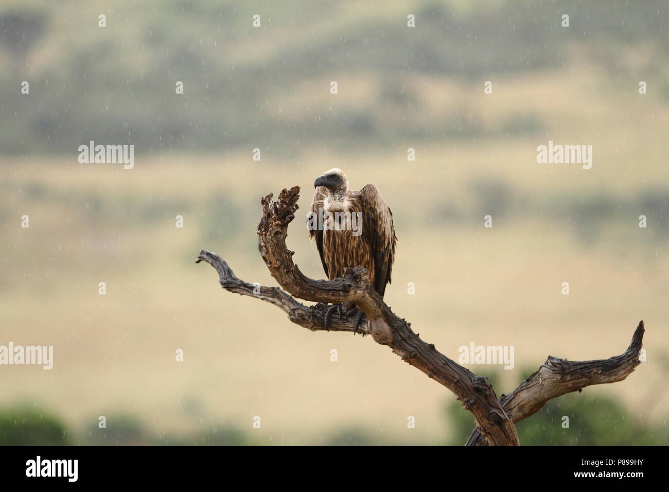 Closeup accipitridae bird of prey hi-res stock photography and images ...