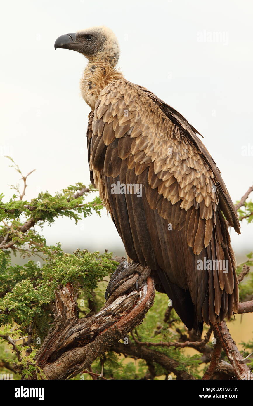 Closeup accipitridae bird of prey hi-res stock photography and images ...