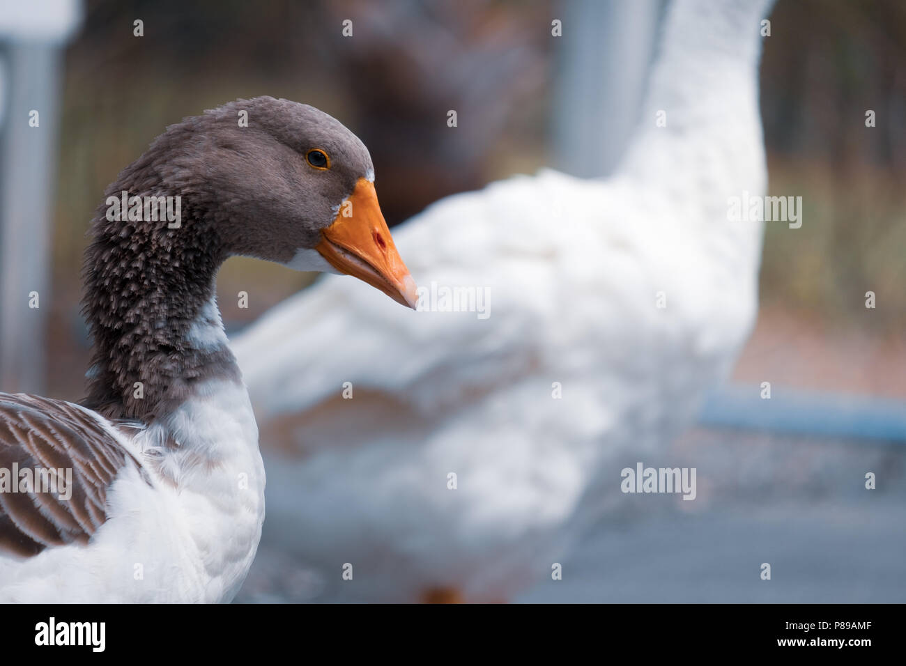 The geese are staring happily along the canal Stock Photo - Alamy