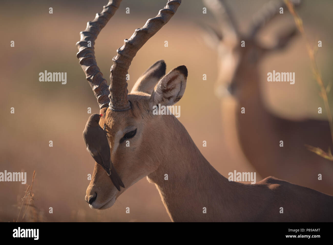 Long horns impala hi-res stock photography and images - Alamy
