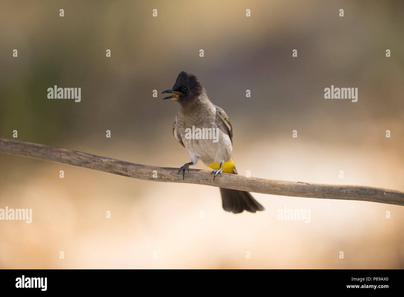 Dark capped bulbul Africa Stock Photo - Alamy