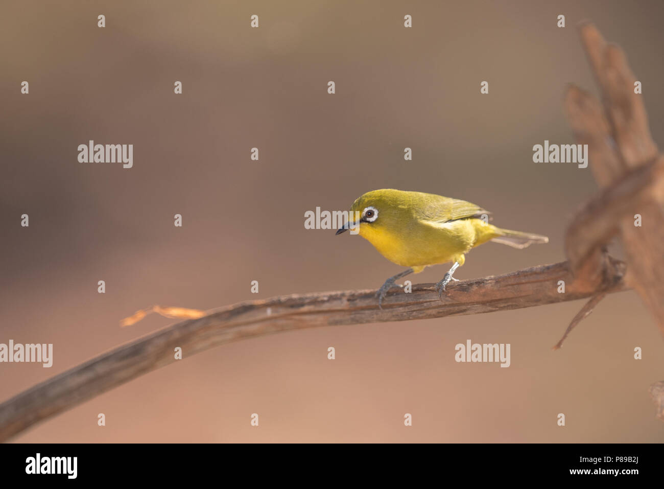 African yellow white eye bird Stock Photo - Alamy