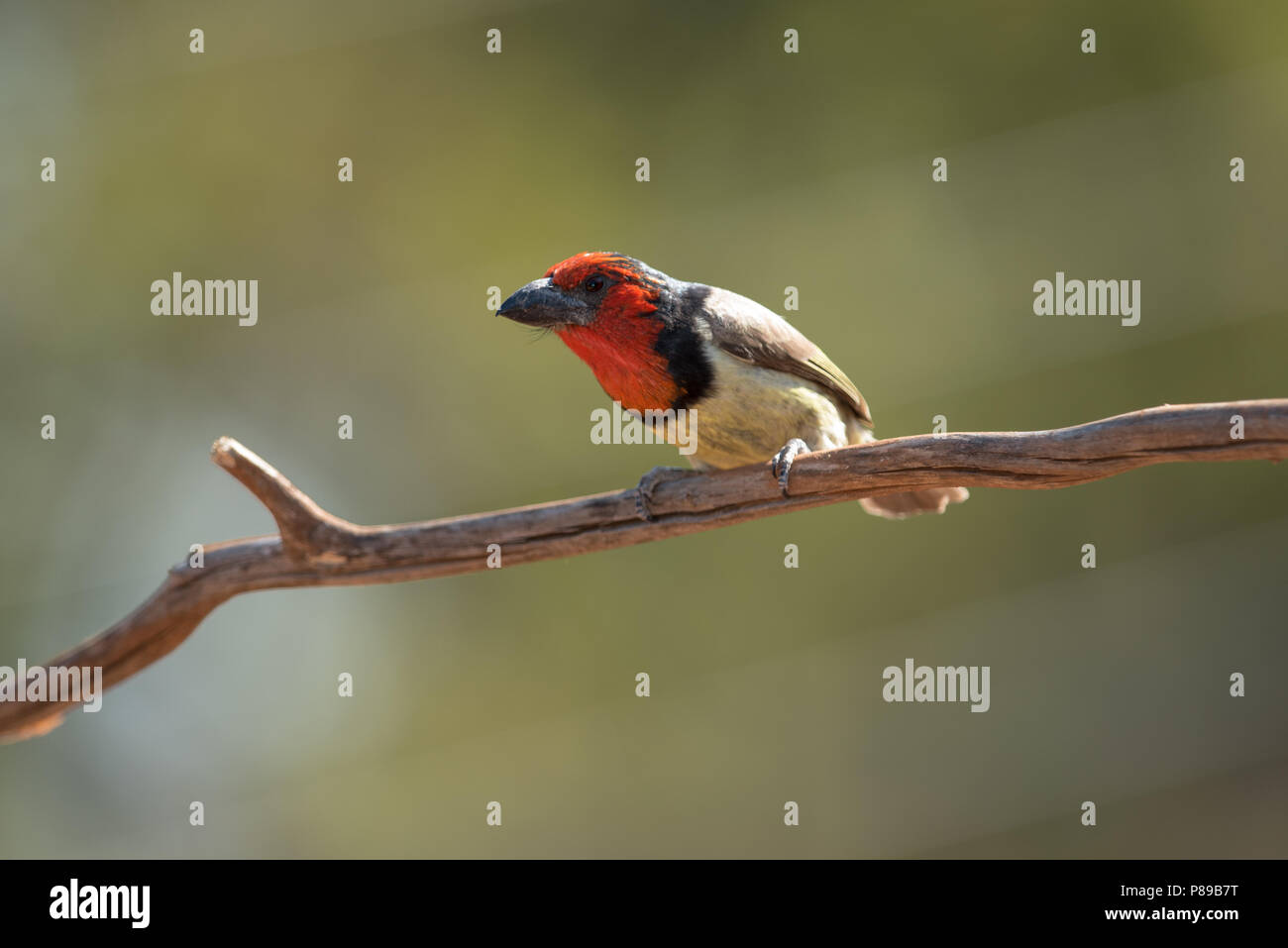 Black collared barbet south africa hi-res stock photography and images ...