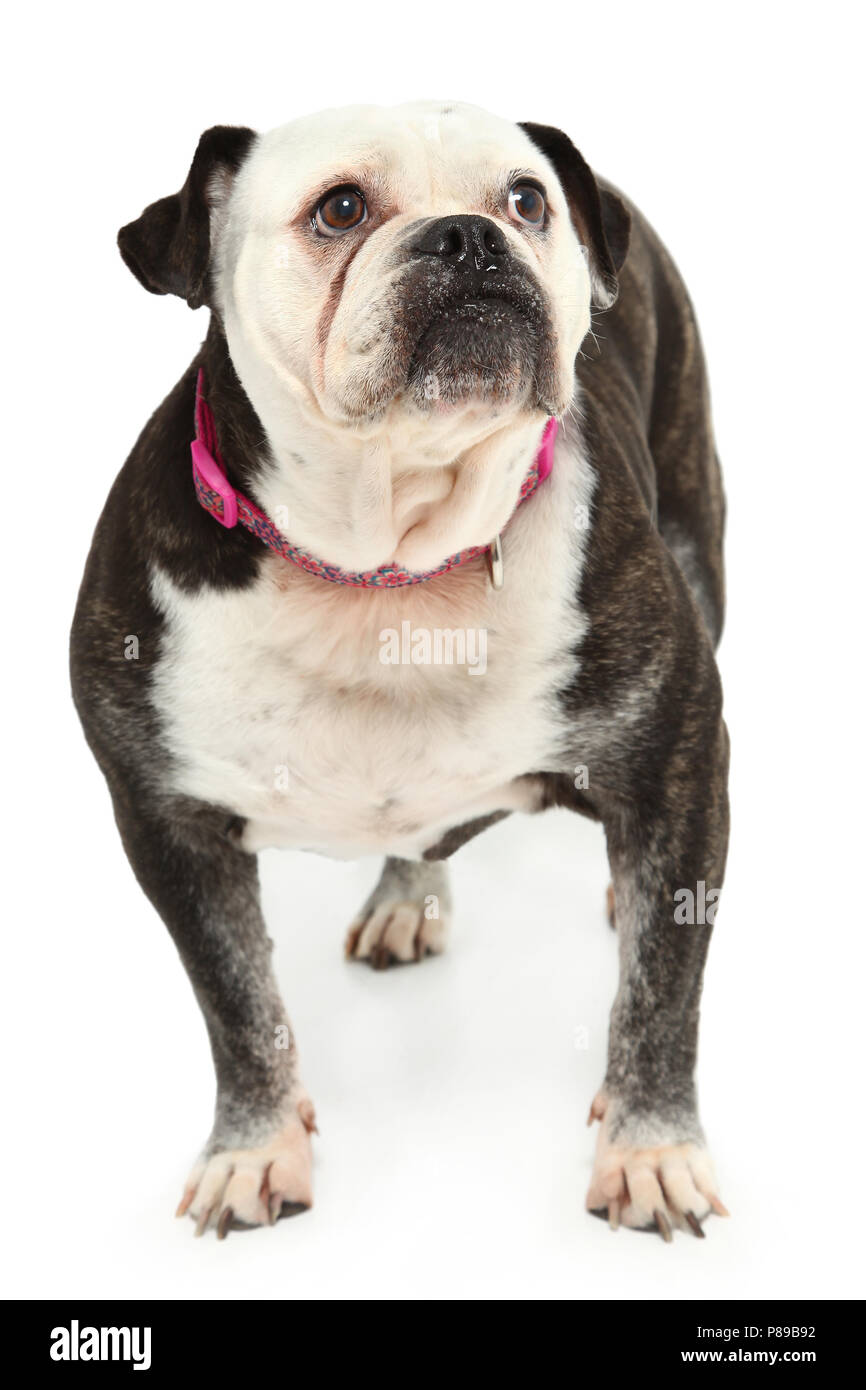 Adult Elderly English Bulldog Stock Photo - Alamy