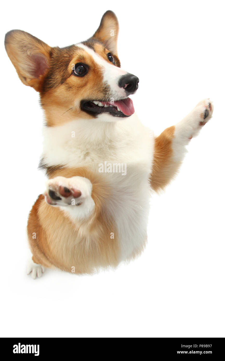 Beautiful Happy Corgi Standing Stock Photo - Alamy