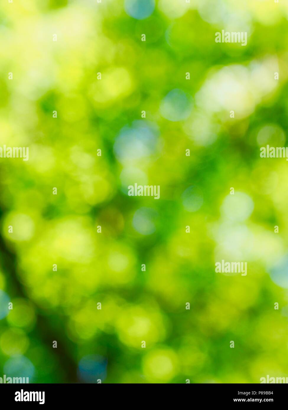 Leaf bokeh in the forest, missed focus Stock Photo - Alamy