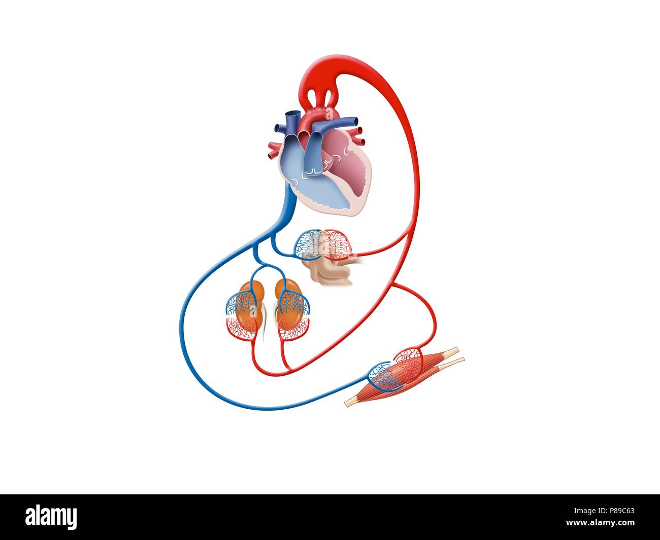 Mayor circulation hi-res stock photography and images - Alamy