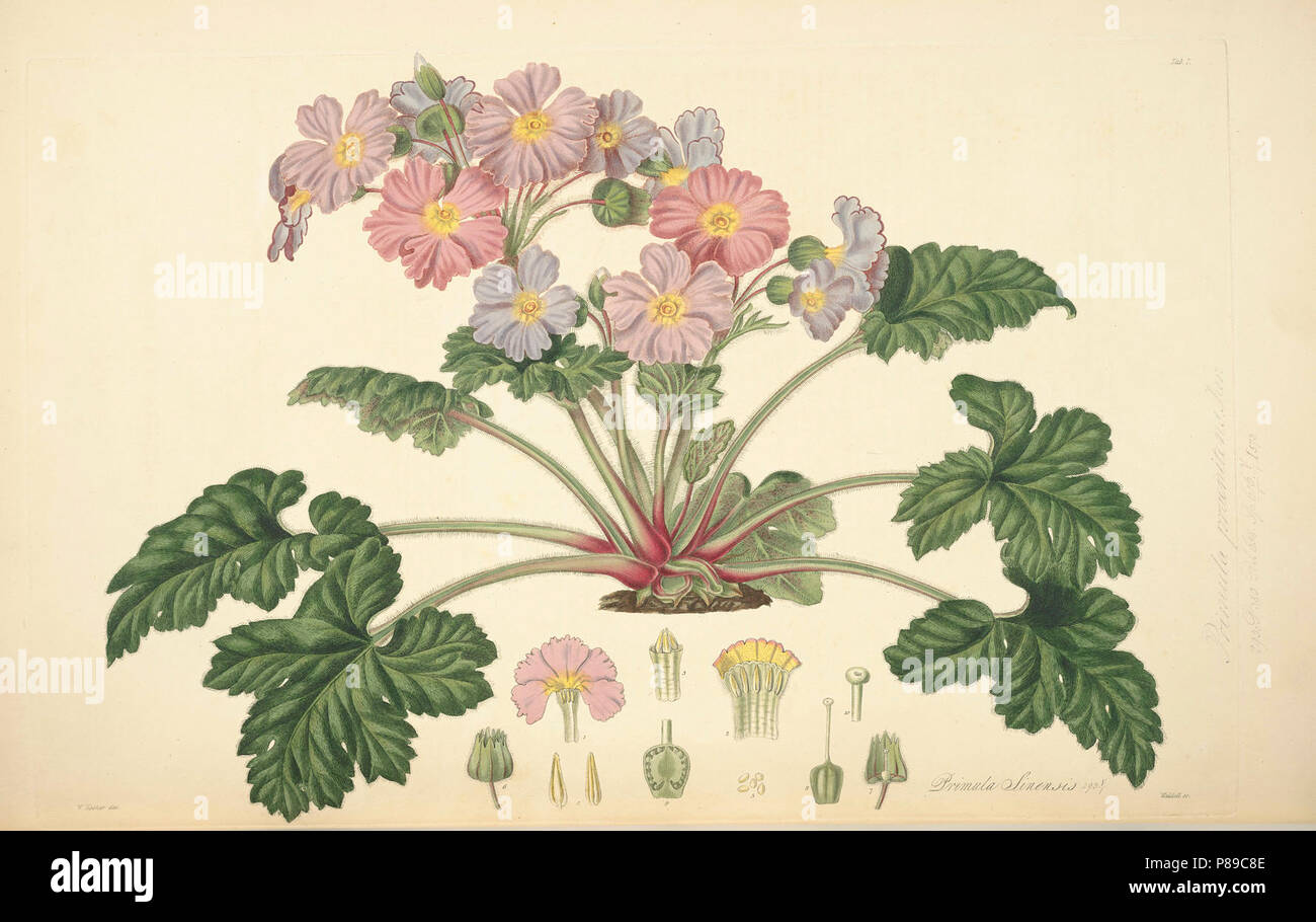 7 Primula sinensis - John Lindley - Collectanea botanica (1821 Stock ...