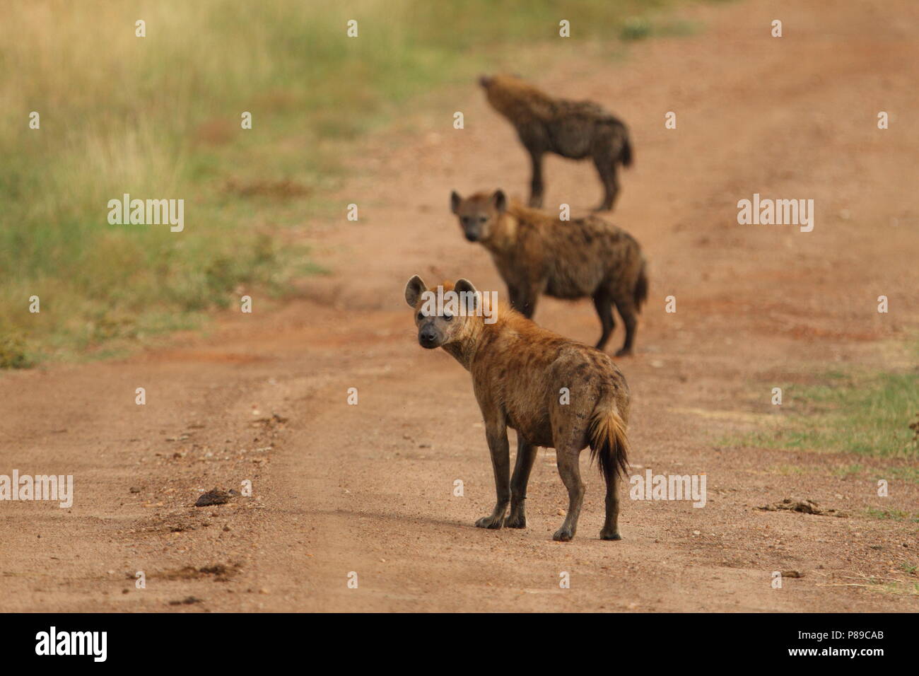 Hyena on dirt road hi-res stock photography and images - Alamy