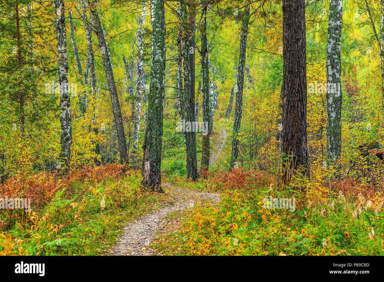 Siberia forest not taiga hi-res stock photography and images - Alamy