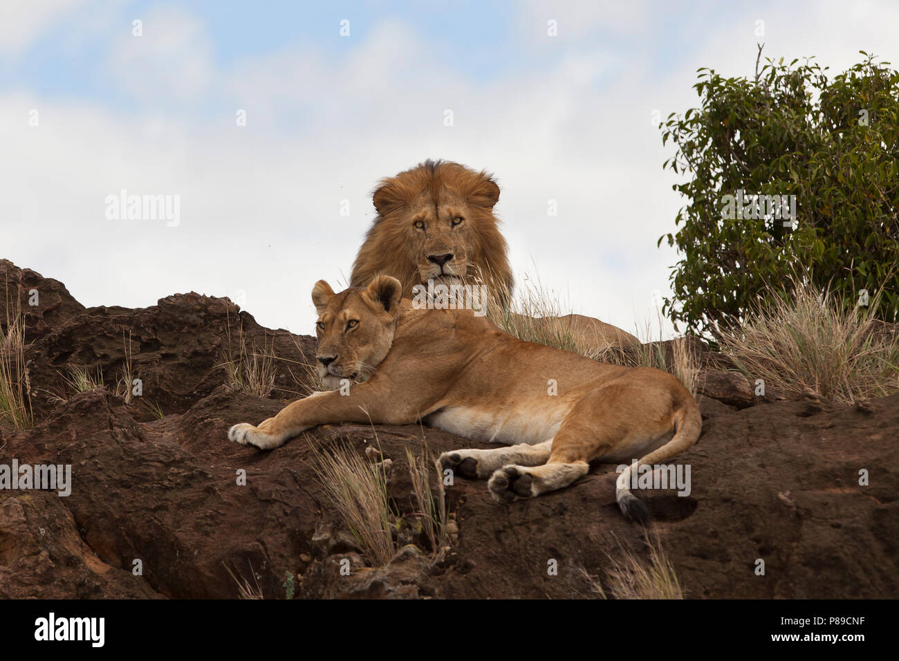 Lion couple hi-res stock photography and images - Alamy