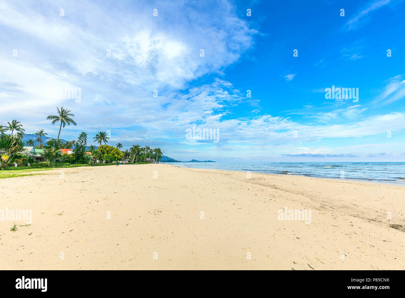 Vegetation of sandy beaches hi-res stock photography and images - Alamy