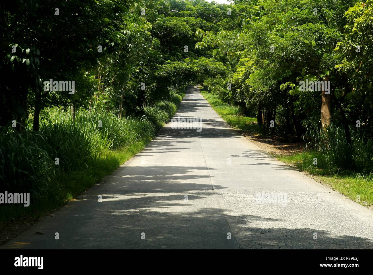 Straight road with a canopy of trees hi-res stock photography and ...