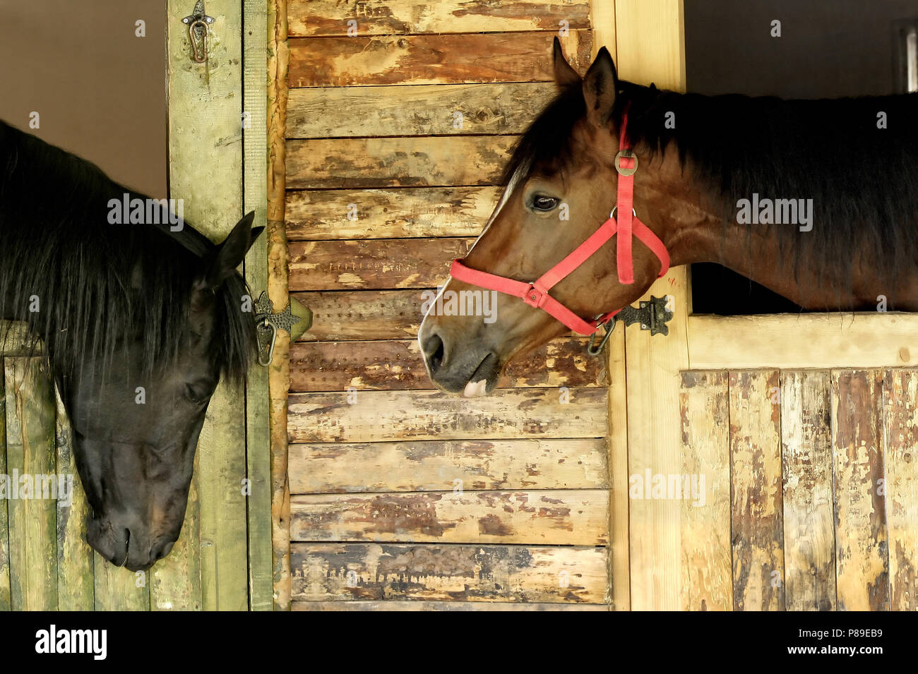 Two horses cuddling hi-res stock photography and images - Alamy
