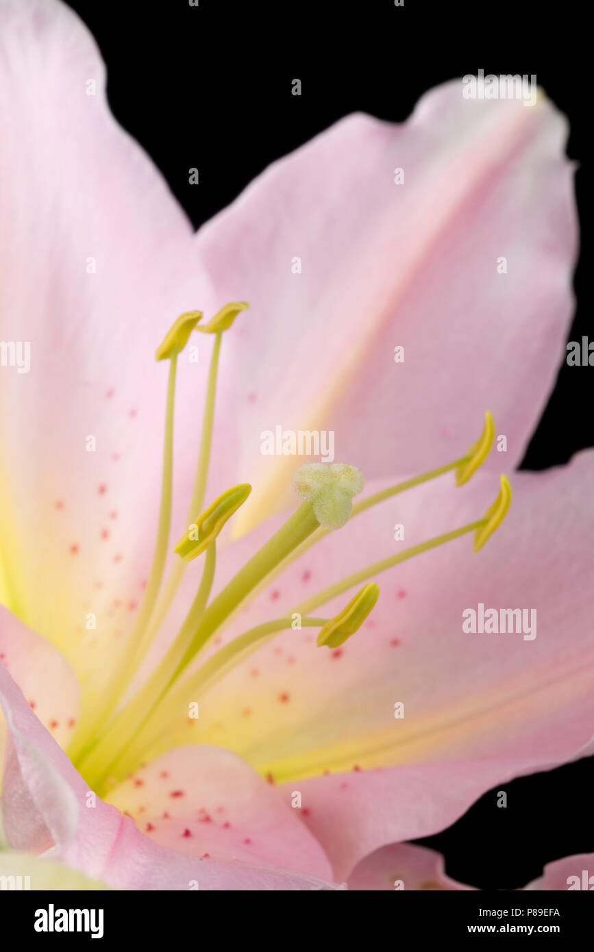 Macro close up of the inside of a pink lily showing the anther ...