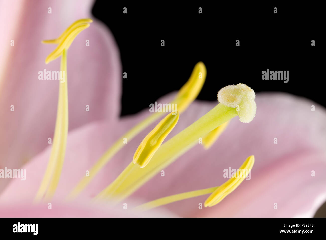 Macro close up of the inside of a pink lily showing the anther ...