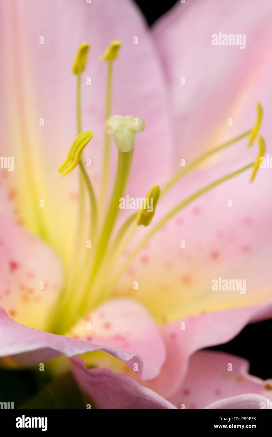 Macro close up of the inside of a pink lily showing the anther ...
