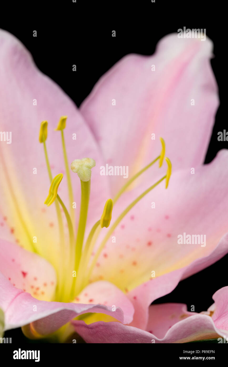 Perennial pl hi-res stock photography and images - Alamy