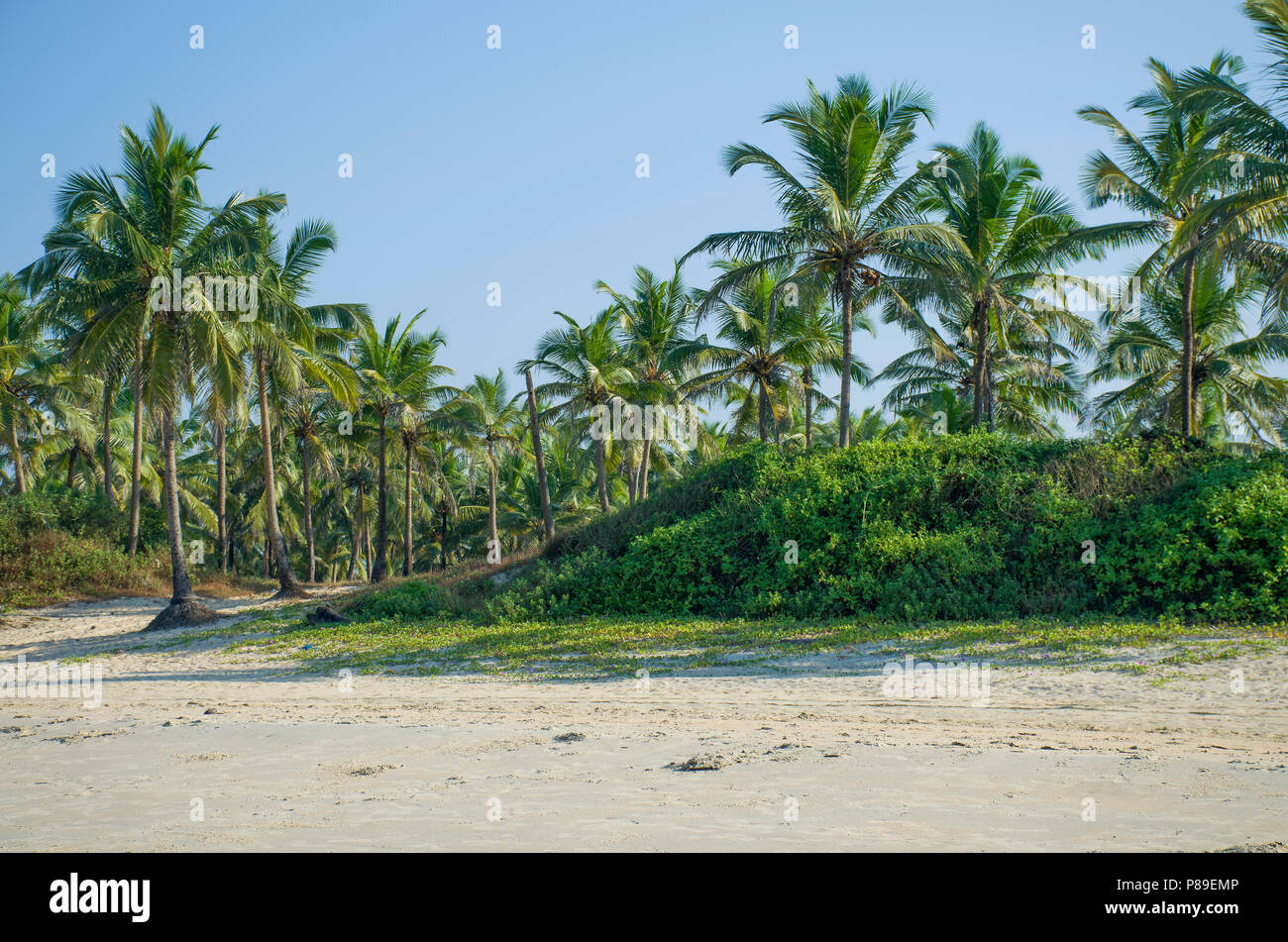 Tropical landscape the seashore with palm trees Stock Photo - Alamy